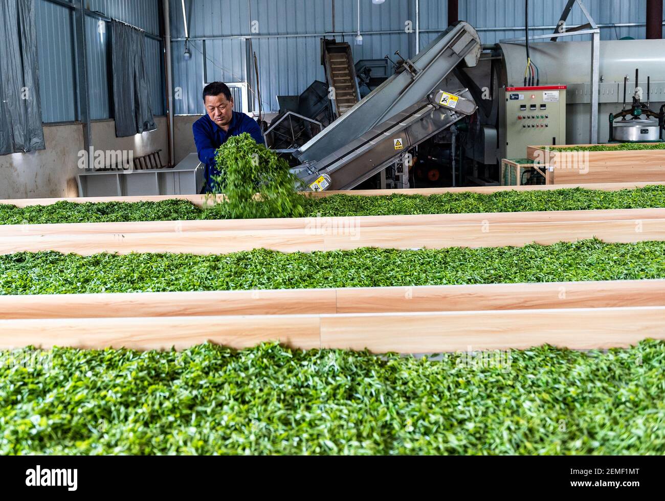 Tea farmers rush to pick the first batch of spring tea in Zigui County ...