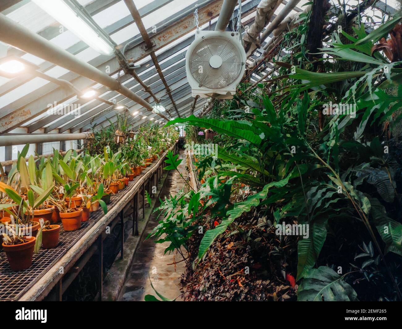 Rows of plants in greenhouse. Many kinds of plants and flowers in a ...