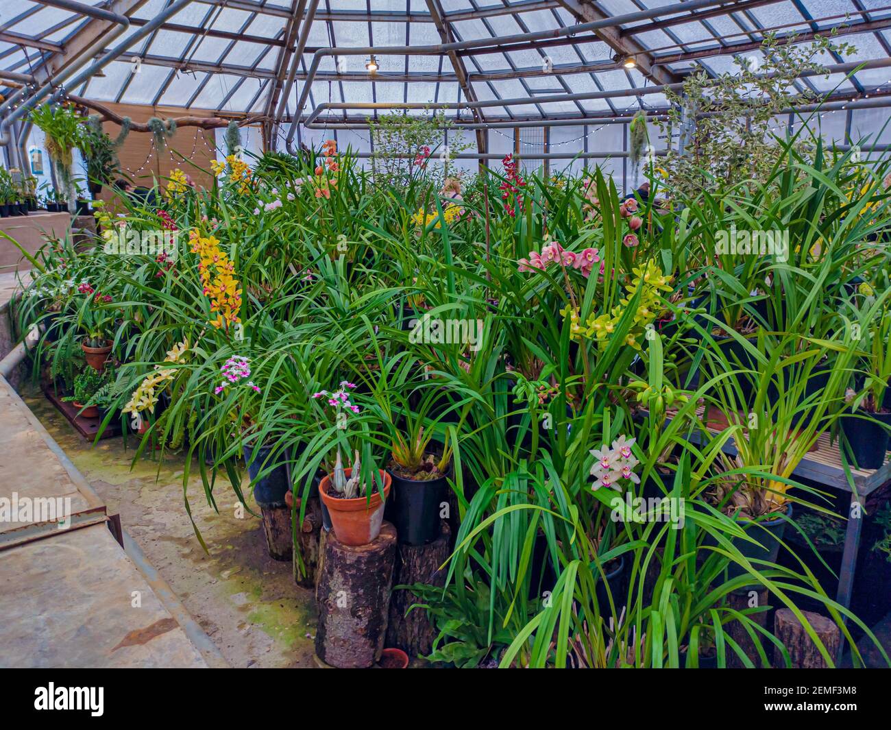 Greenhouse with orchids. Orchid farm is an agricultural industry ...