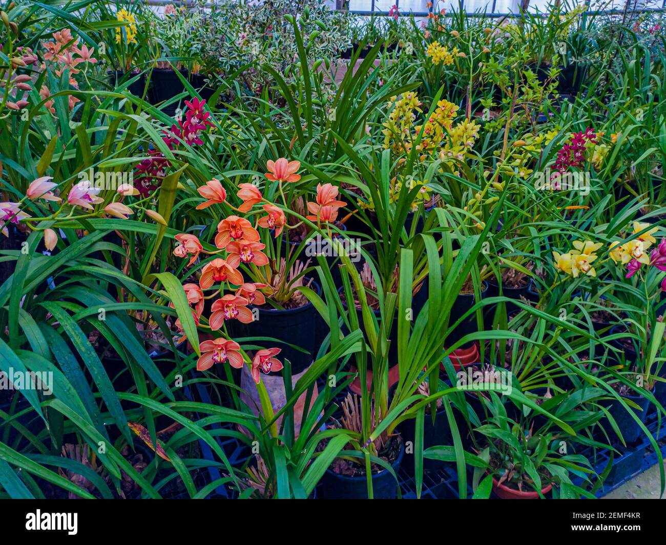 Greenhouse with orchids. Orchid farm is an agricultural industry ...