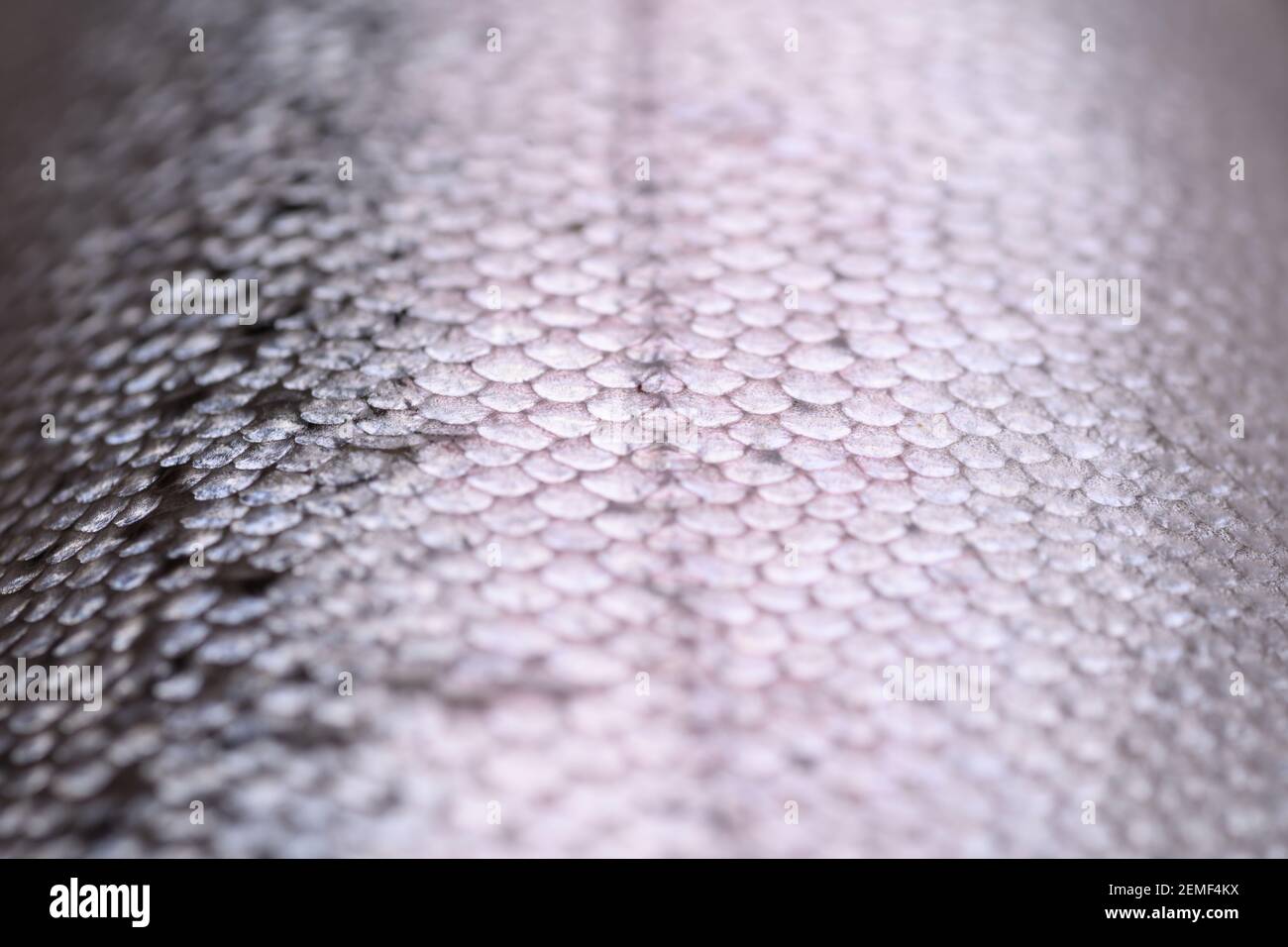 Grey scales of red fish macro background Stock Photo - Alamy