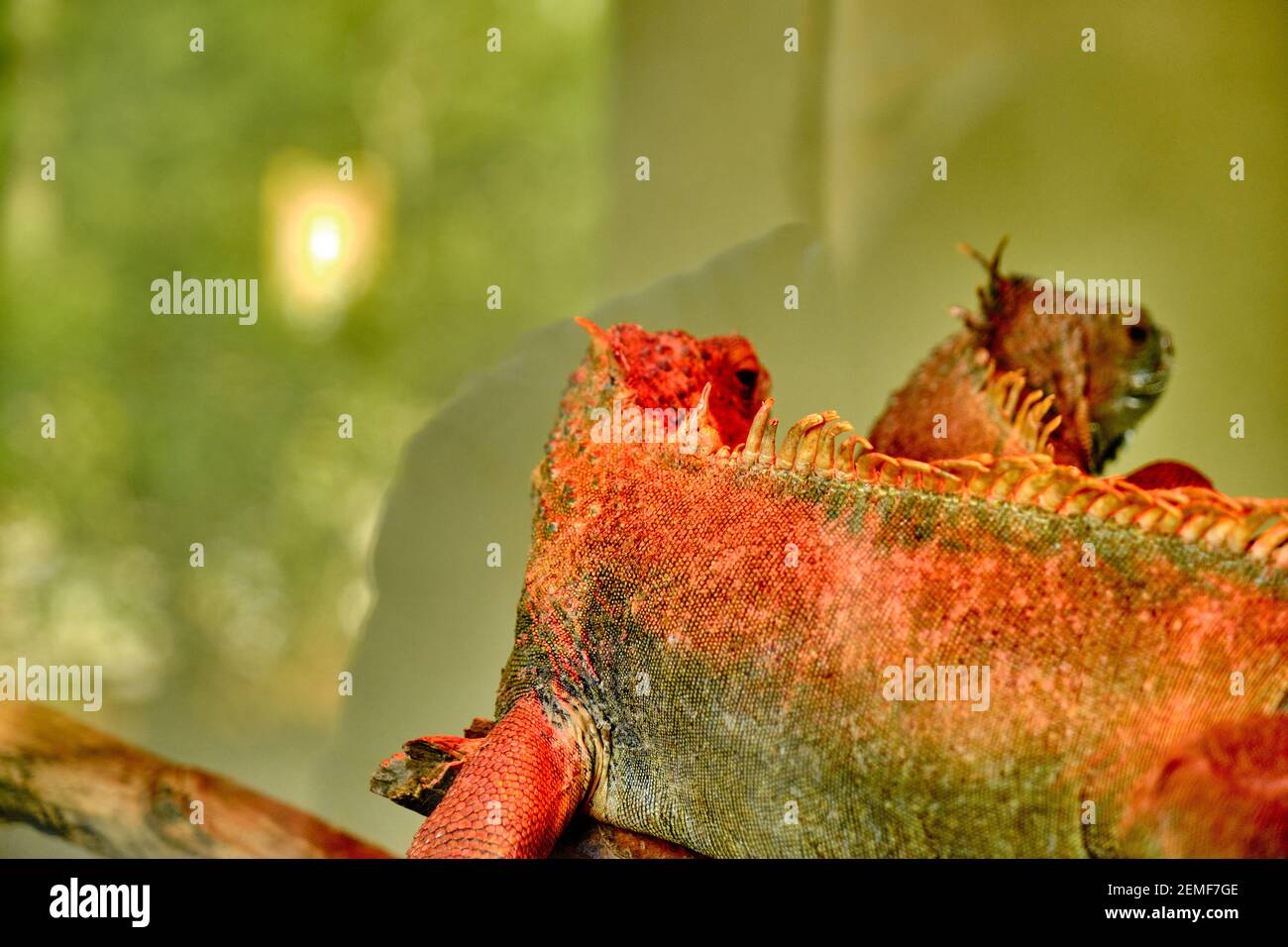 Groups of chameleons standing on a branch made wooden material Stock ...