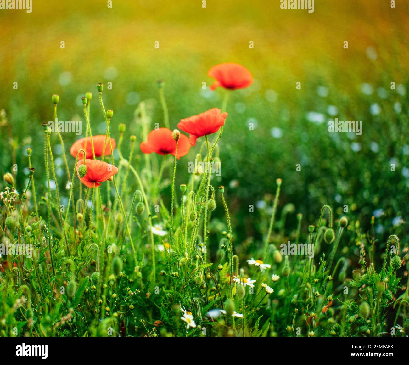 1993 England Lots of red poppies in a field England UK GB Europe ...