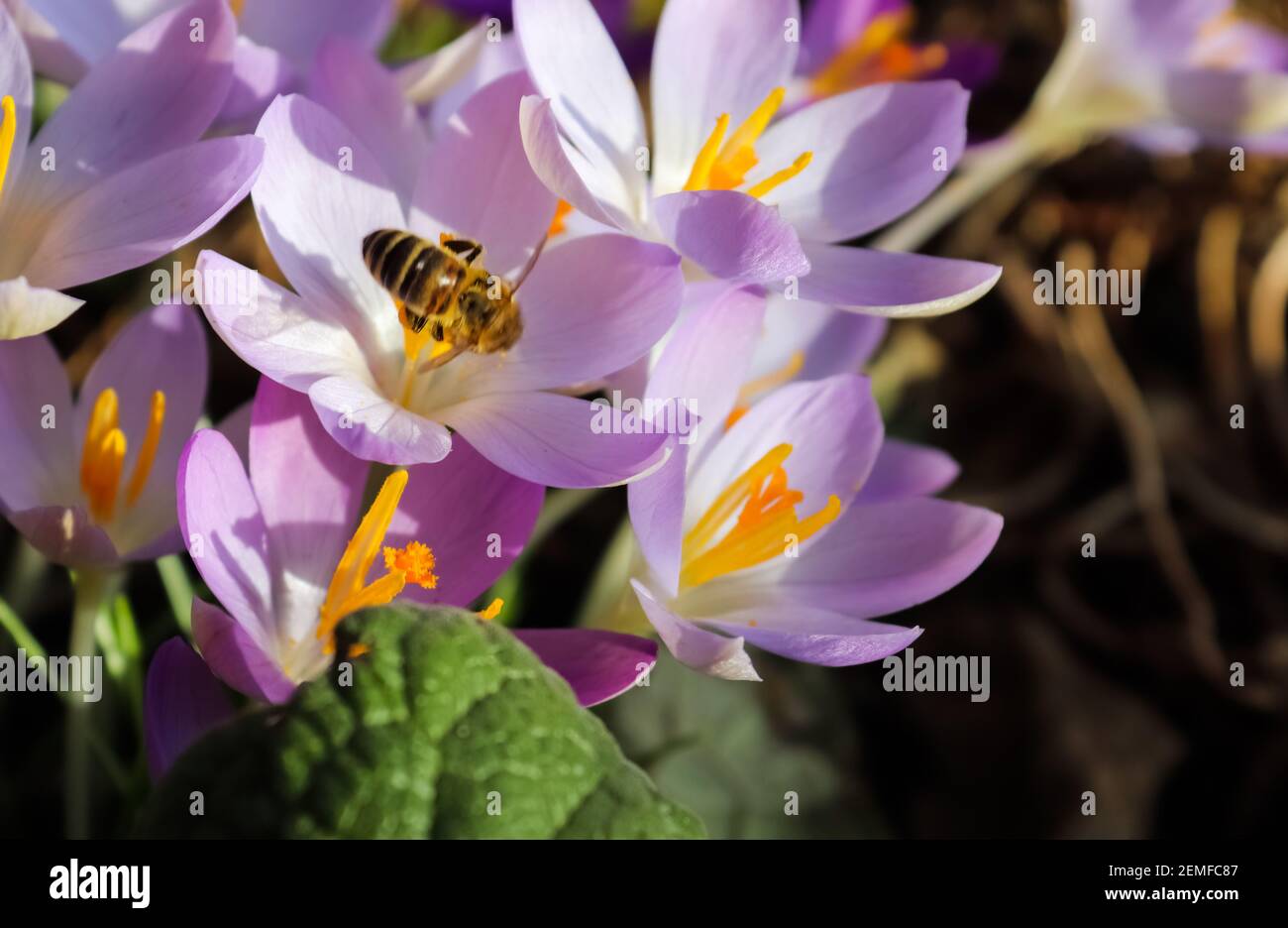 Selective focus. Bee on a purple crocus growing outside. View at magic ...