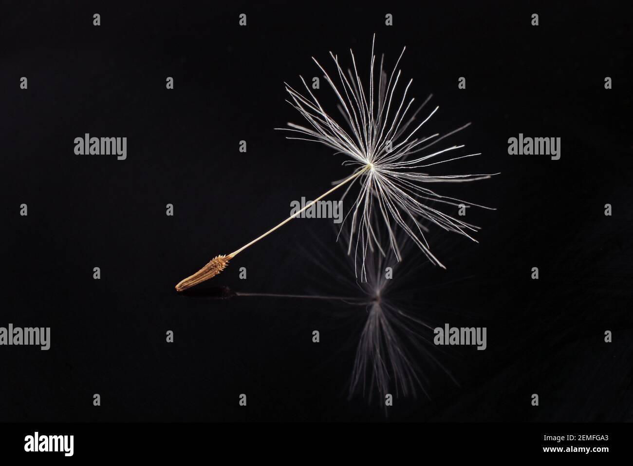 The pappus of a dandelion (Taraxacum officinale) seed in front of black ...