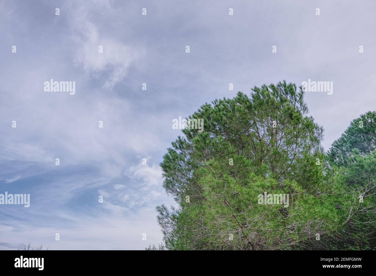 Huge and green color of pine tree and bright sky background. Photo ...
