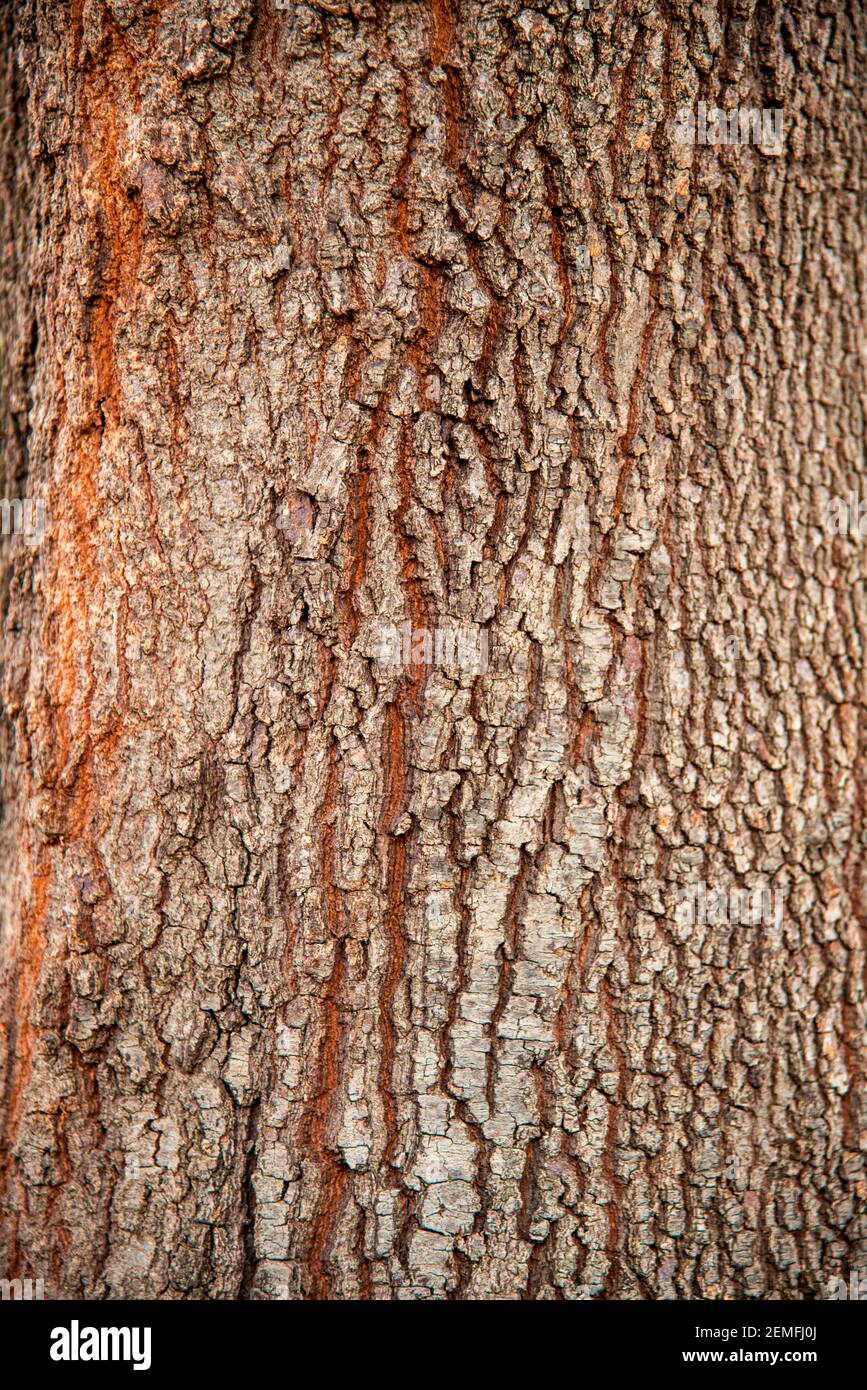 Wooden tree trunk up close hi-res stock photography and images - Alamy