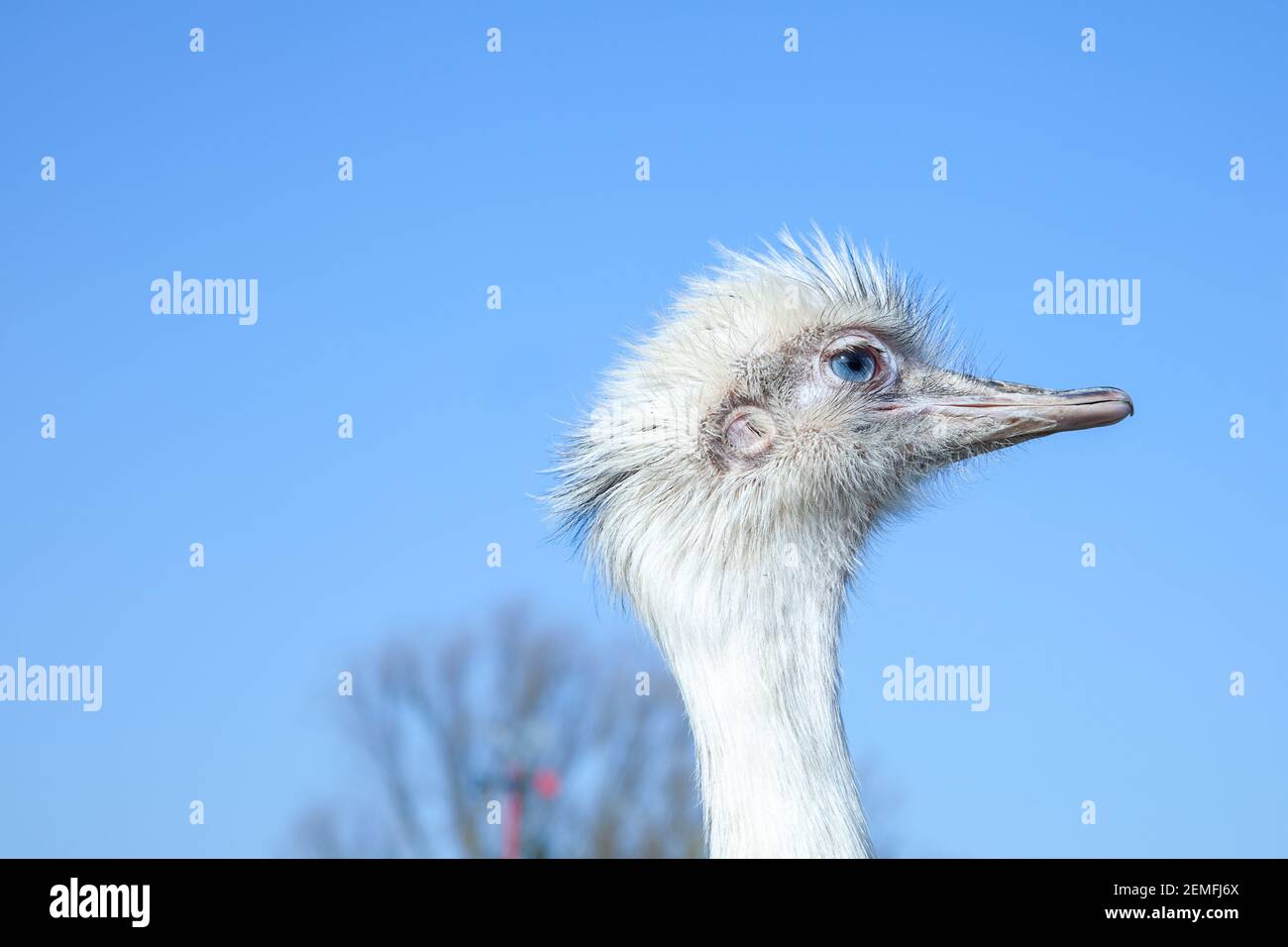 White rhea hi-res stock photography and images - Alamy