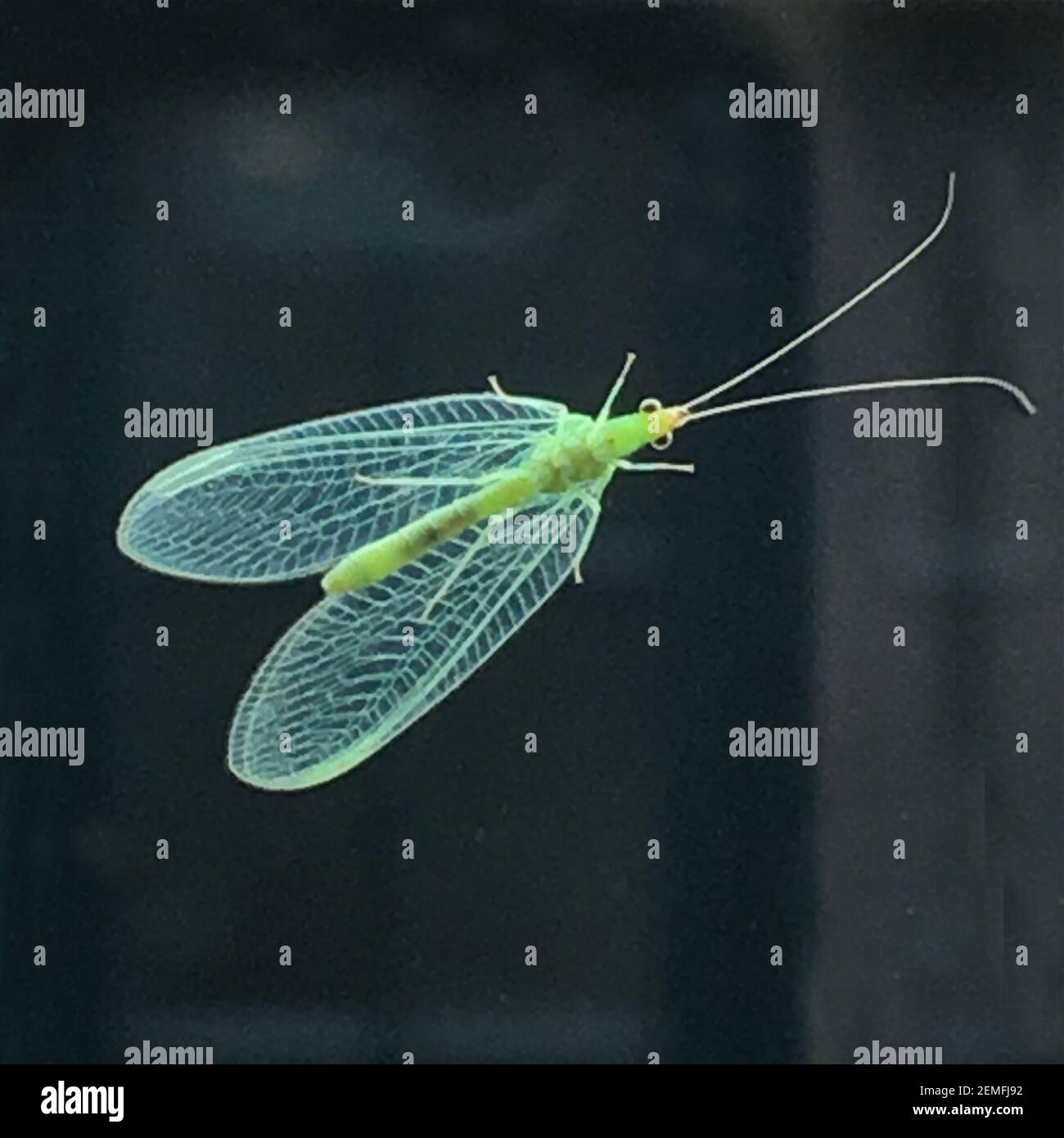 Black and white common lacewing butterfly hi-res stock photography and ...