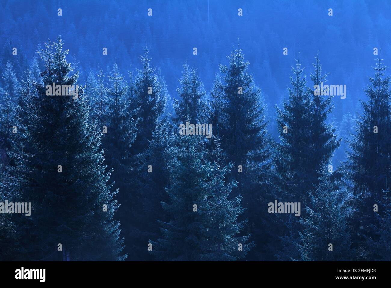 Mysterious pine trees in blue moonlight at midnight. Spooky, scenic ...