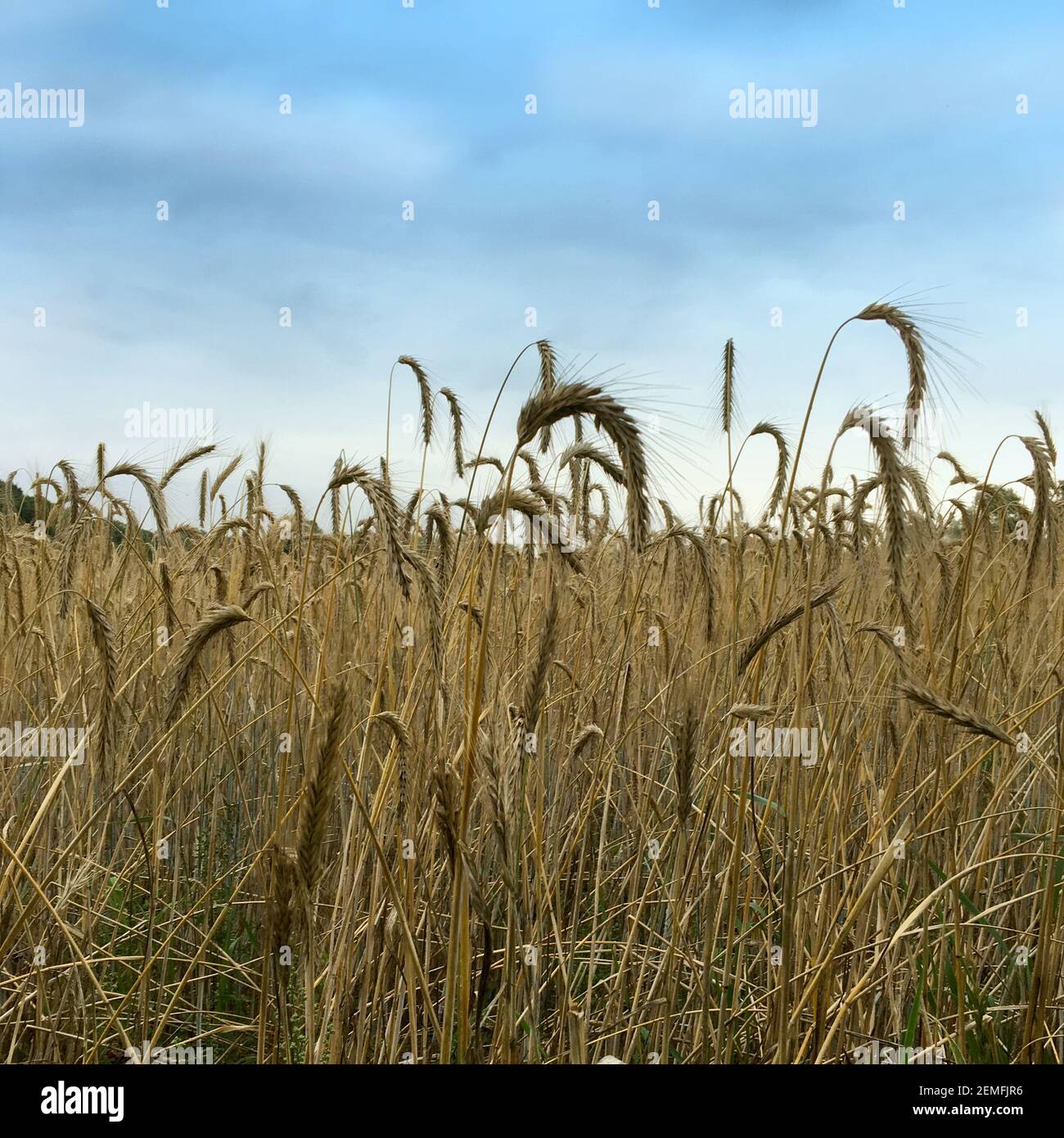 A field full of wheat ready to harvest Shot from a low angle Stock ...