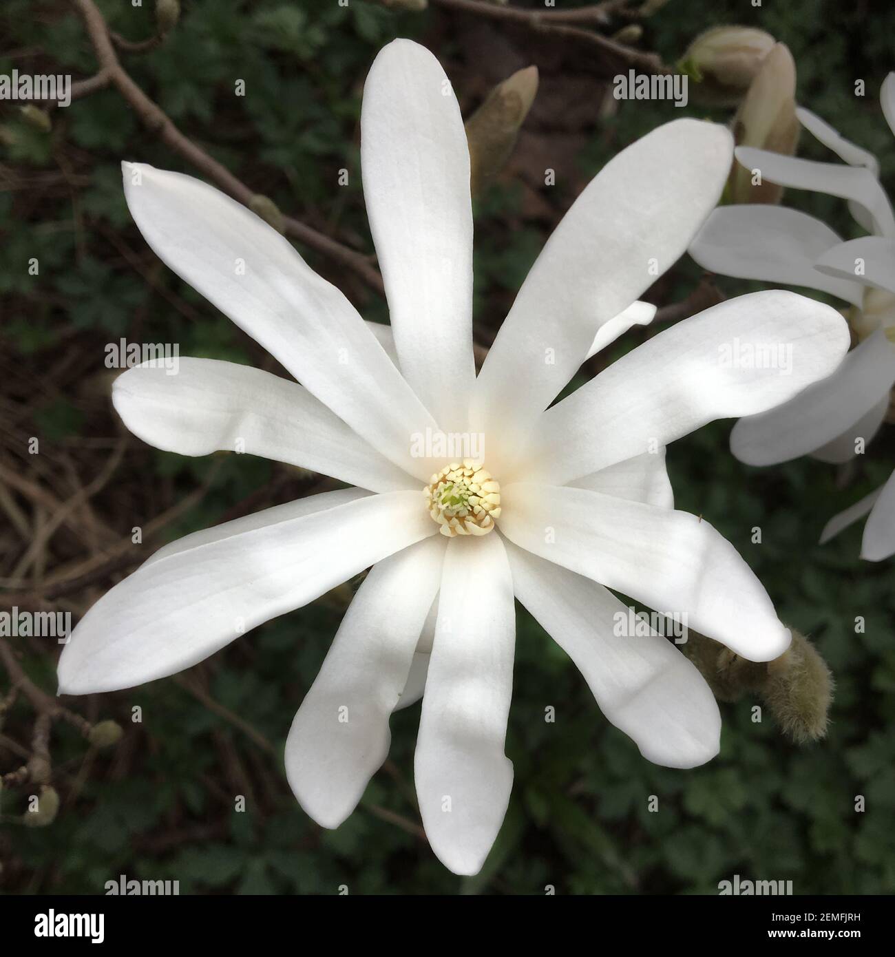 Star magnolia hi-res stock photography and images - Alamy