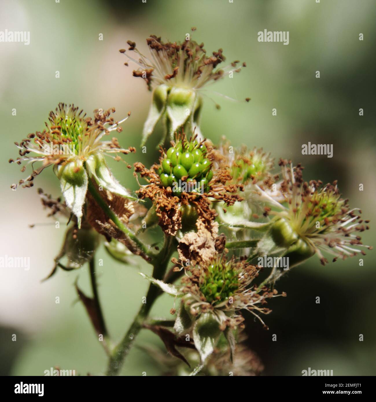 Not yet edible hi-res stock photography and images - Alamy
