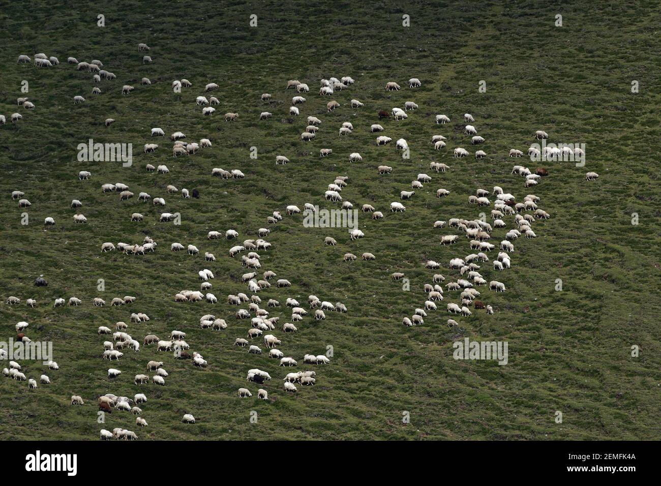 Illustration picture for rural livestock: sheep graze on the green ...