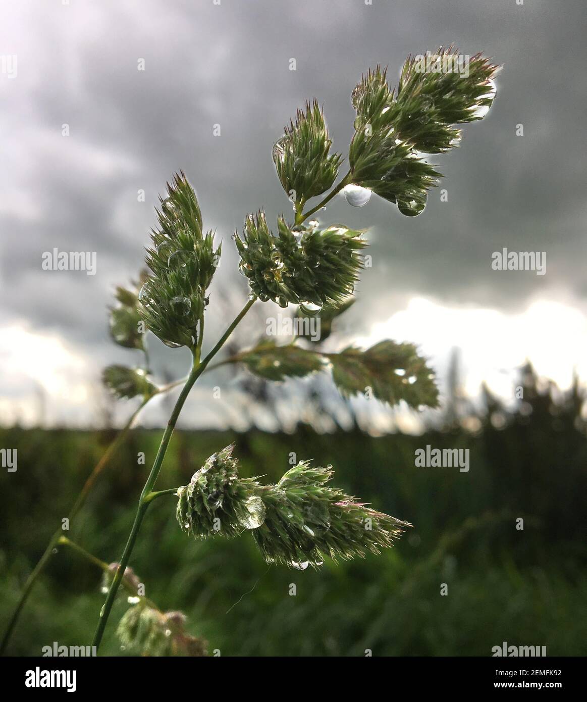 Wet grass plant hi-res stock photography and images - Alamy