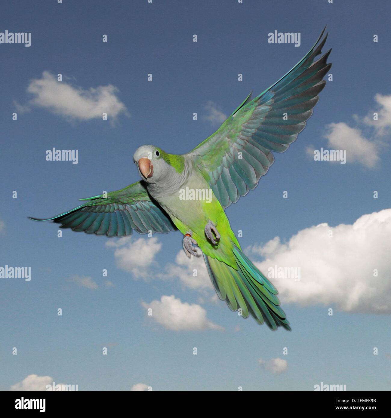 Quaker parrot hi-res stock photography and images - Alamy