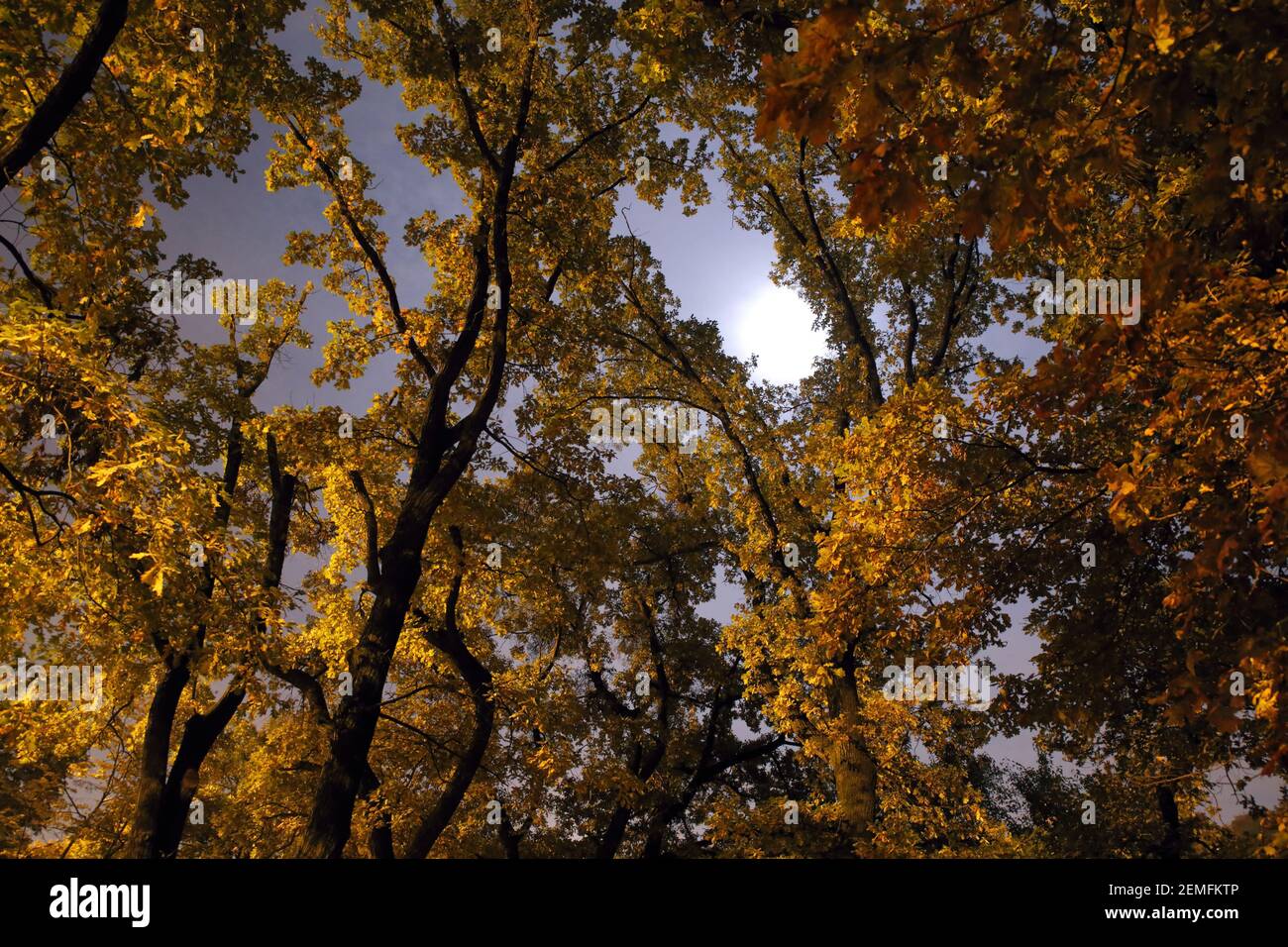 Dark brown trees hi-res stock photography and images - Alamy
