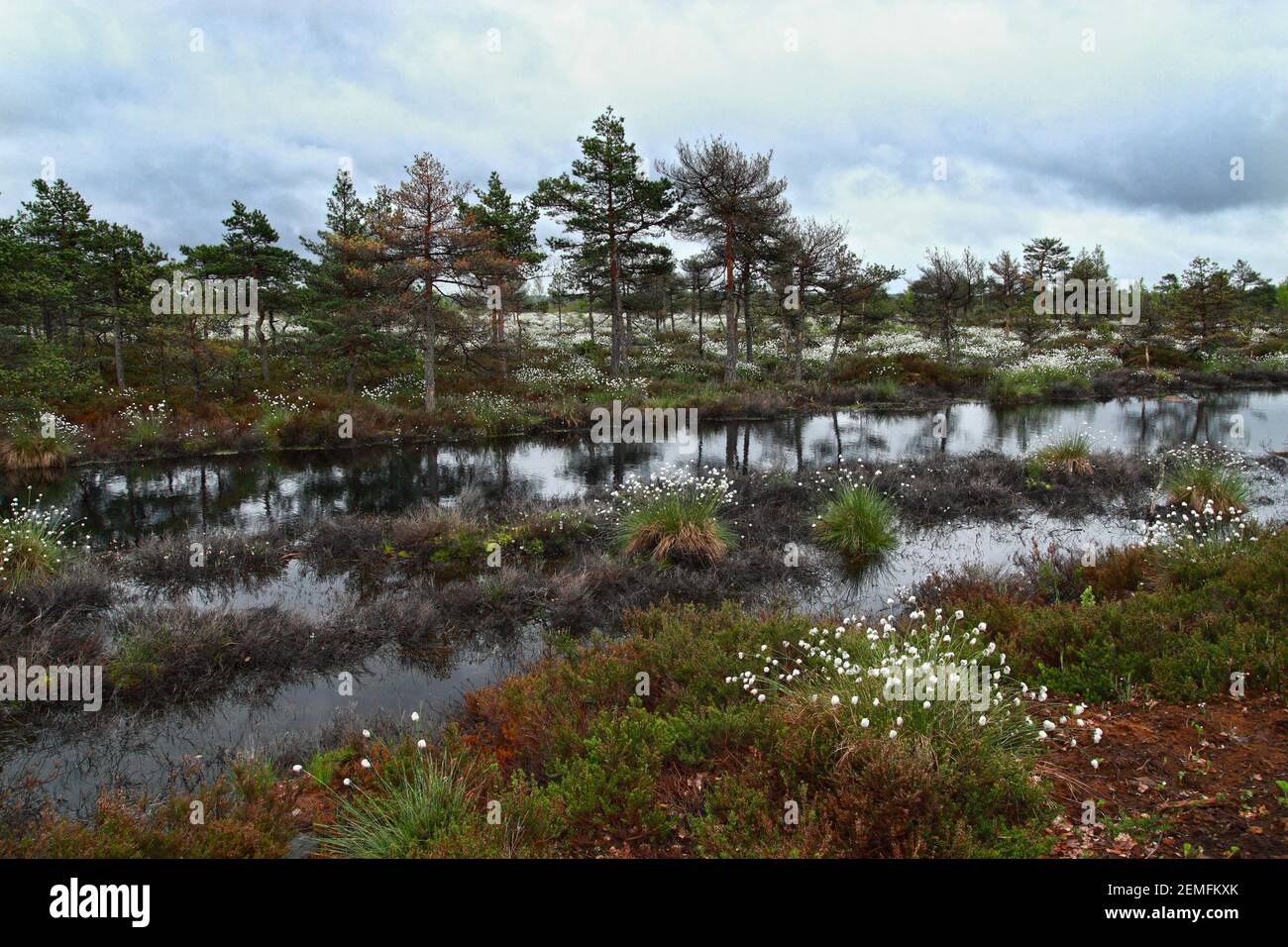 Beautiful Marsh Wetland