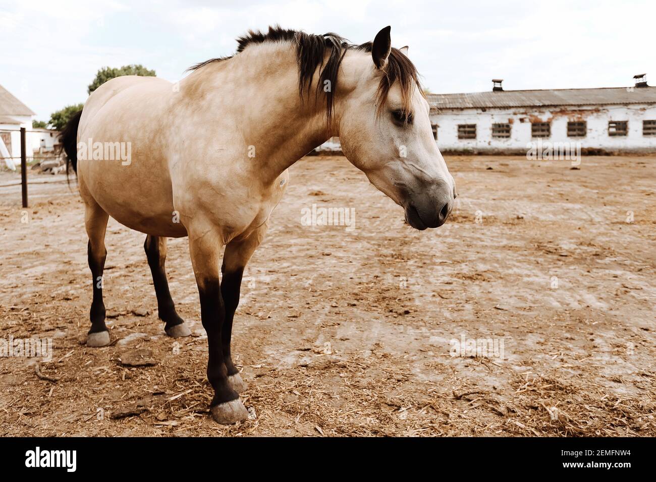 Beautiful sad beige and brown horse walking full length at farm ...