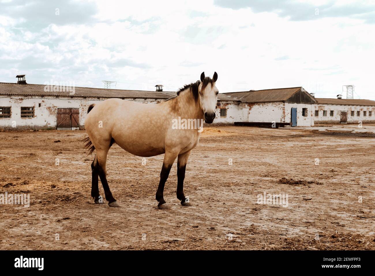 One beautiful beige yellow horse stand at farm background and looking ...
