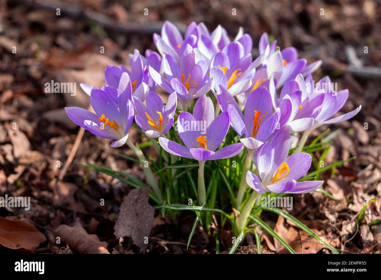 Beautiful purple early-flowering crocuses with yellow-orange pistils in ...
