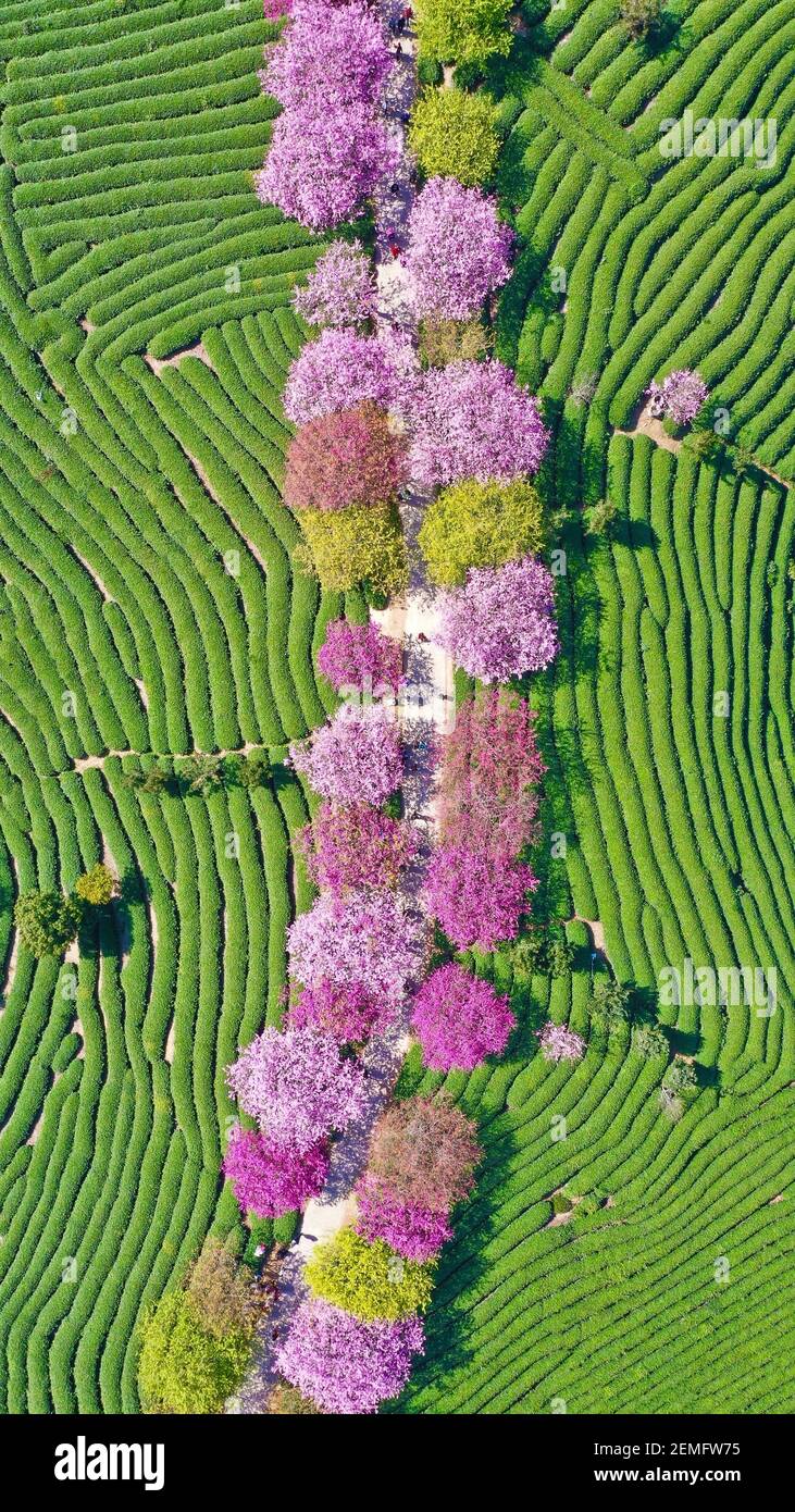 Taipin Cherry Tea Garden is very beautiful in Yongfu Town, Longyan City ...