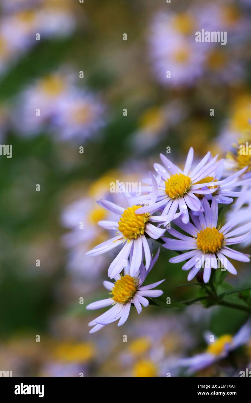 Aster macro hi-res stock photography and images - Alamy