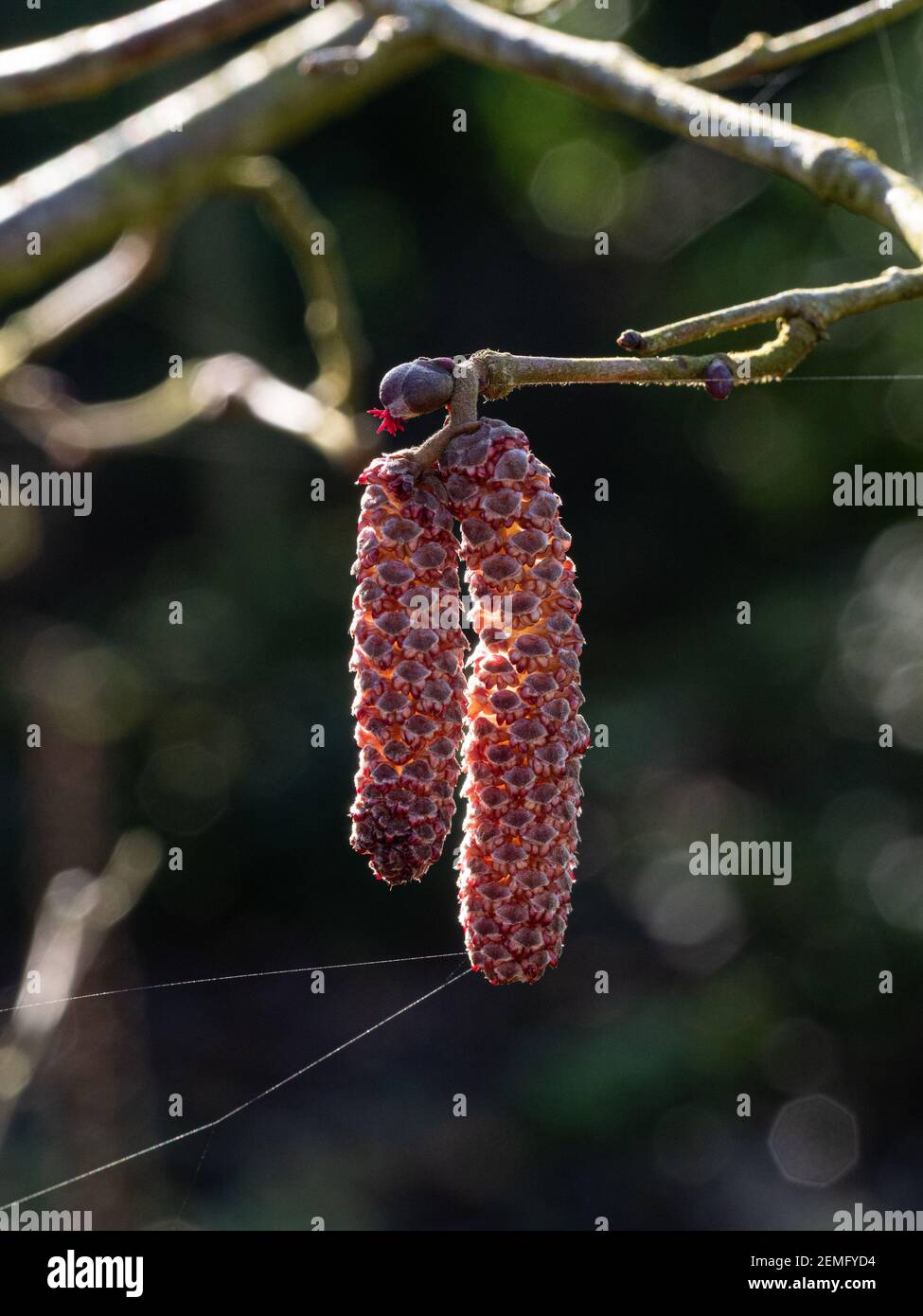 A close up of the male and female catkins of the purple hazel Corylus ...