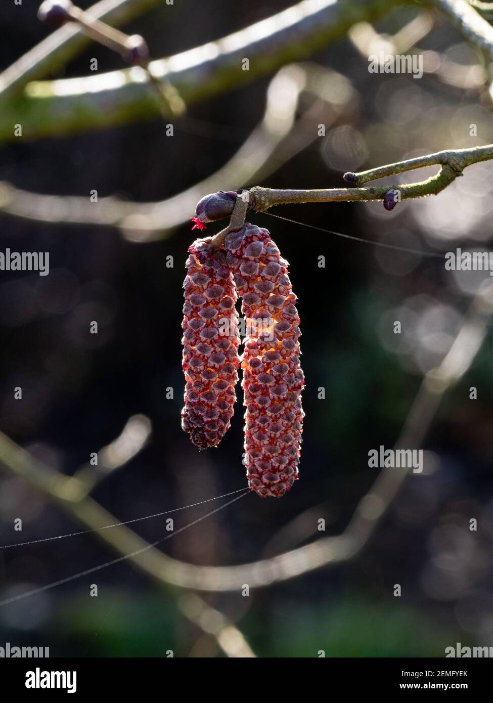 A close up of the male and female catkins of the purple hazel Corylus ...