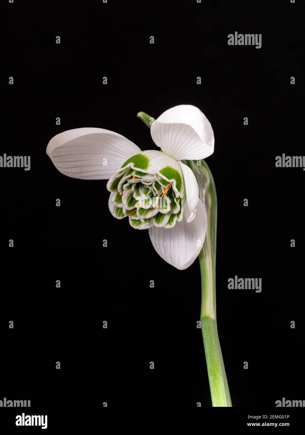 Galanthus greatorex double snowdrop hi-res stock photography and images ...