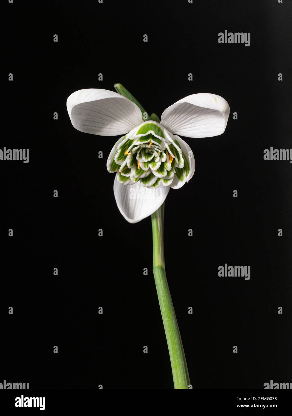 Galanthus greatorex double snowdrop hi-res stock photography and images ...
