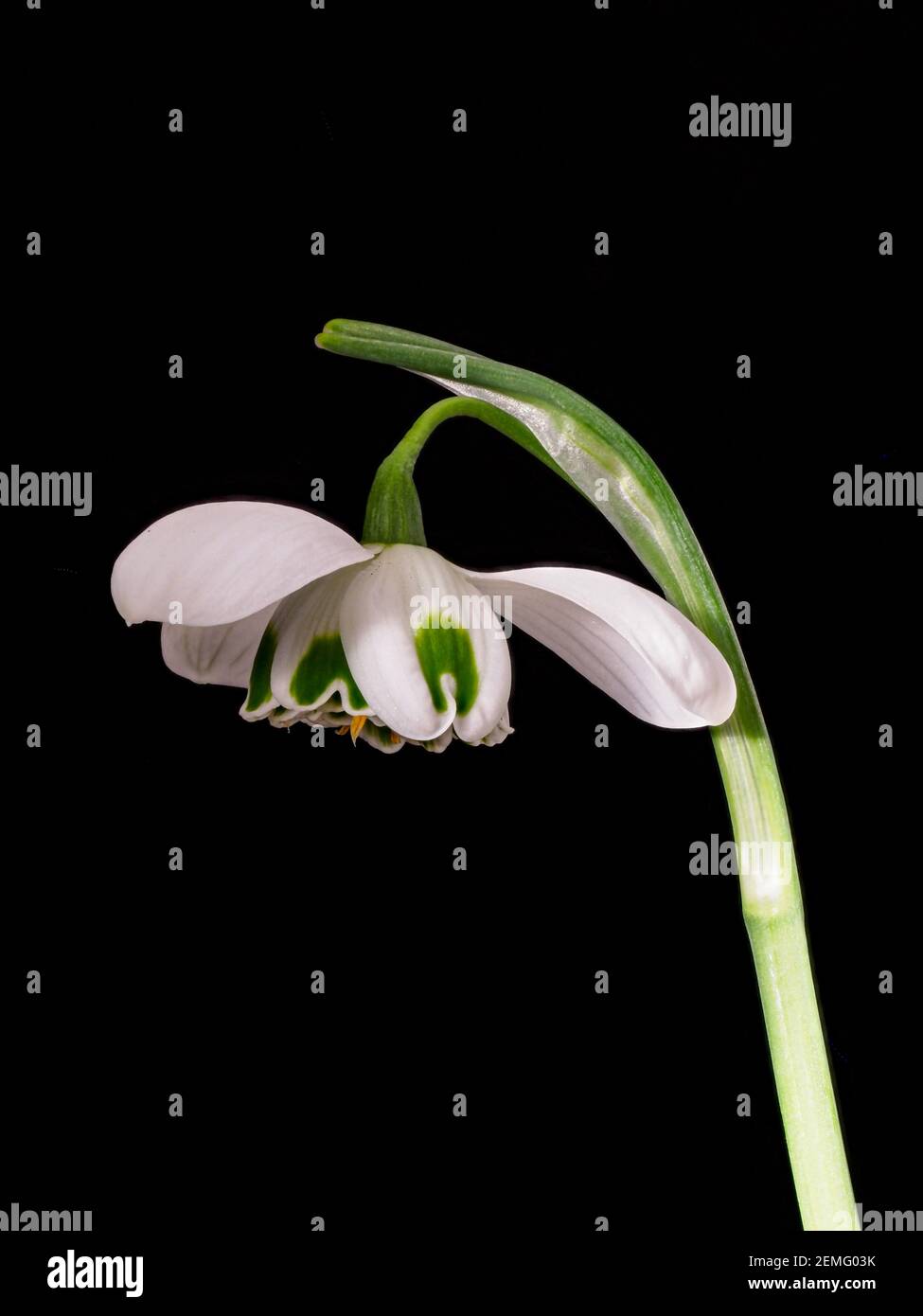 Galanthus greatorex double snowdrop hi-res stock photography and images ...