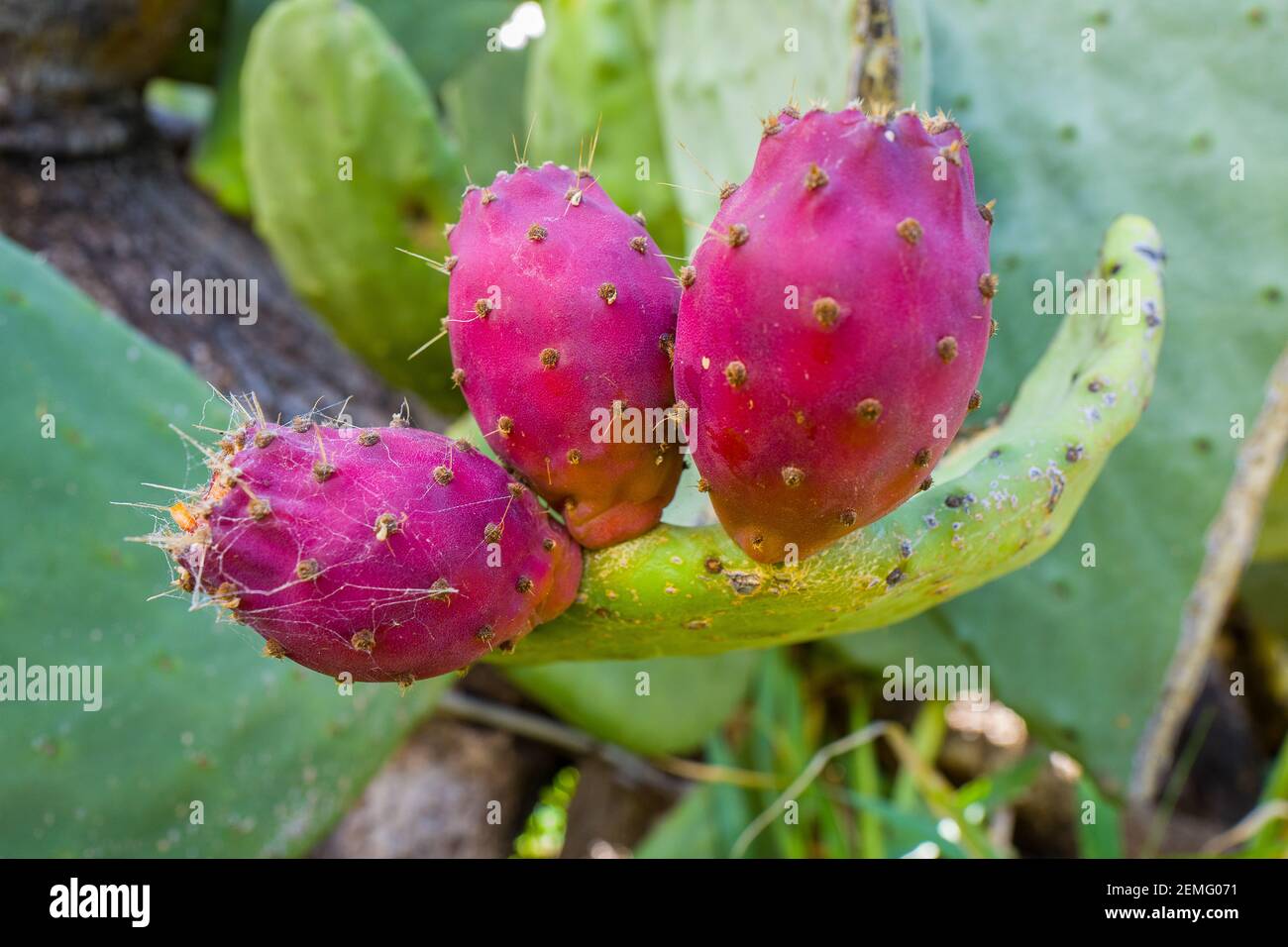 Gran Canaria - cactus fruits Stock Photo - Alamy