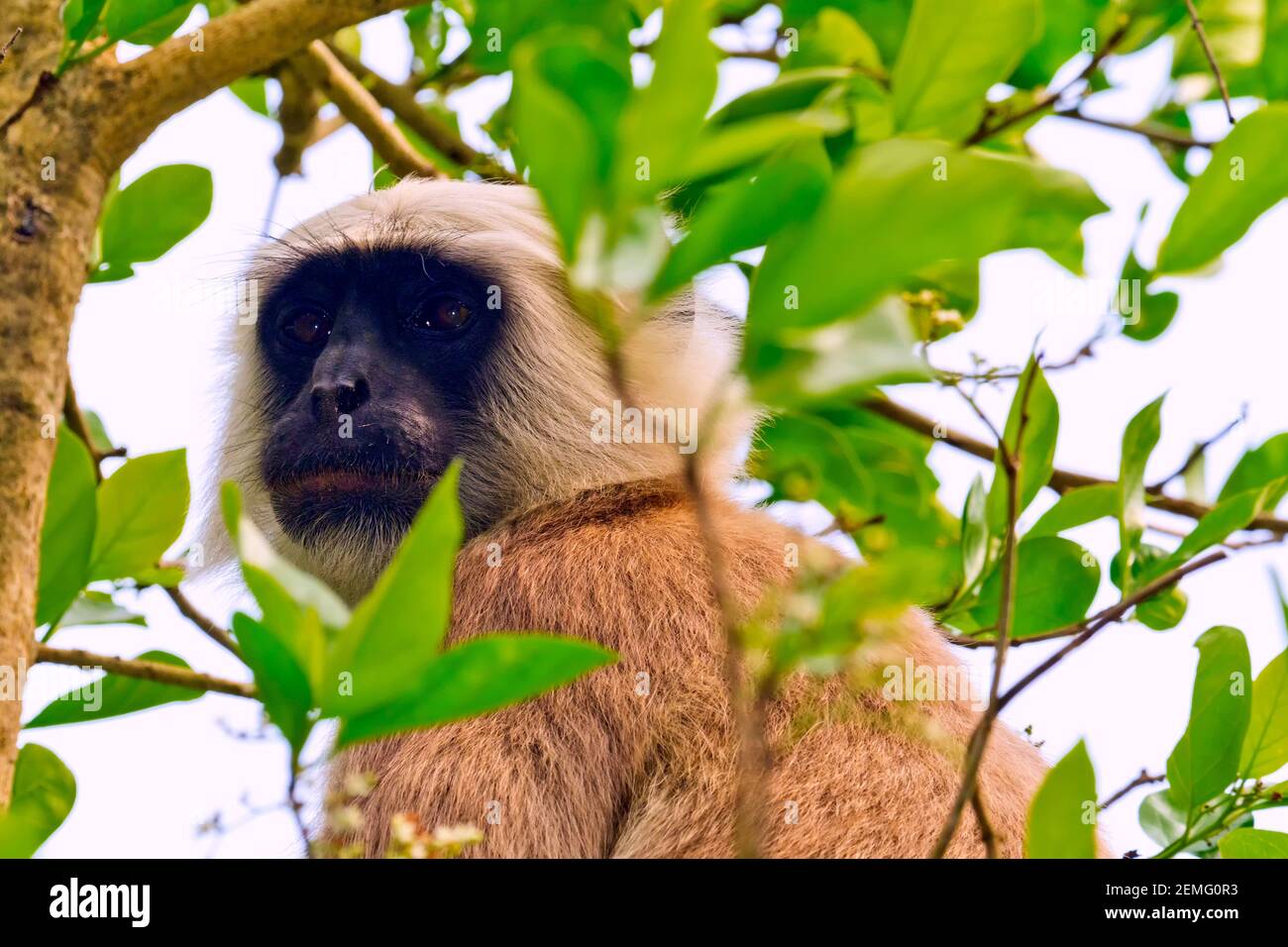 Tarai Gray Langur, Semnopithecus hector, Cercopithecidae, Royal Bardia ...