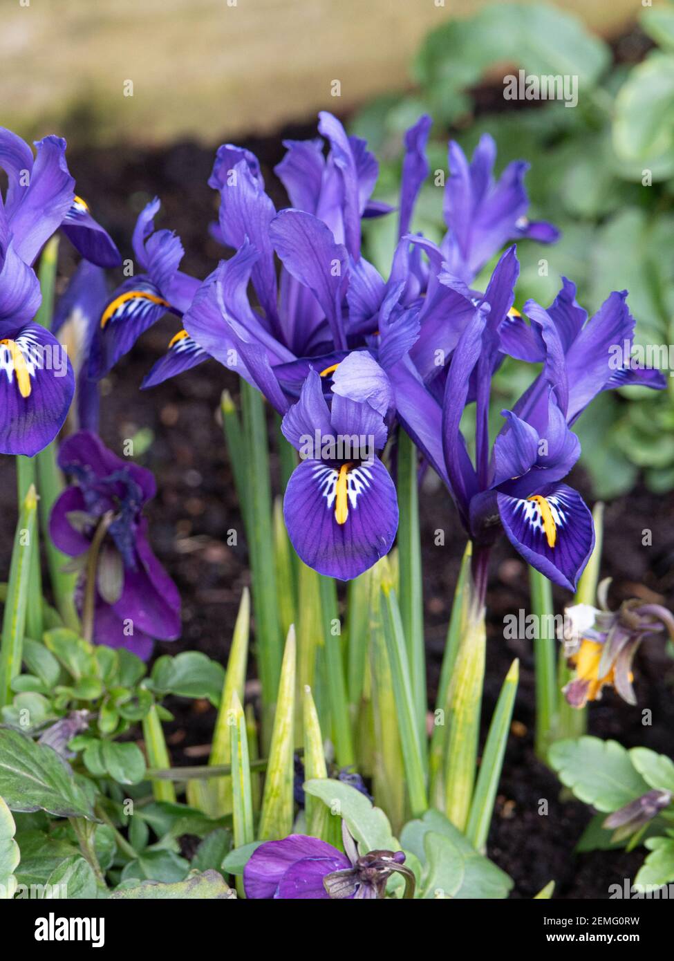 A flowering patch of the dwarf Iris reticulata Pixie with ...