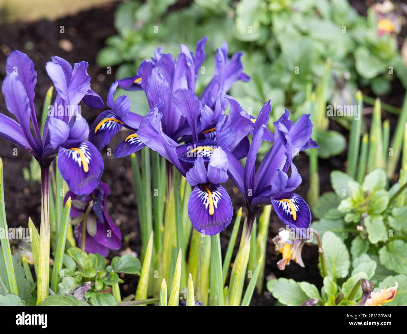 A flowering patch of the dwarf Iris reticulata Pixie with charecteristic blue flowers Stock ...