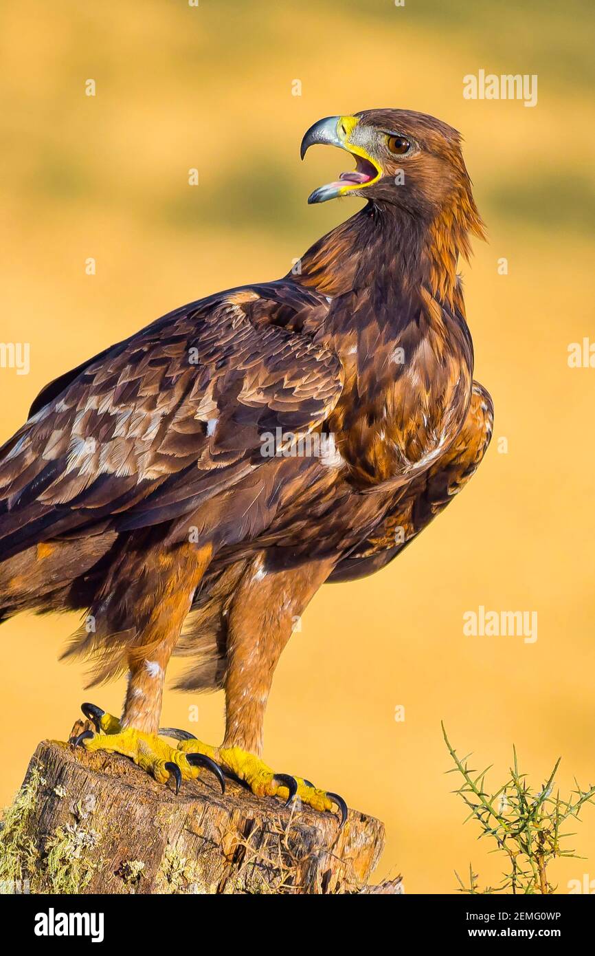 Mediterranean Forest Animals