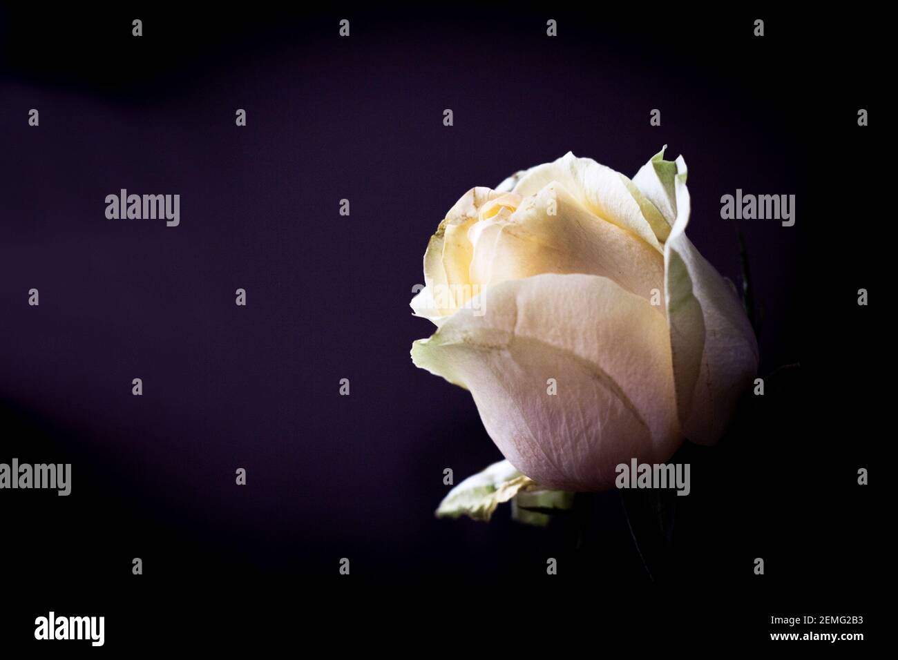 Romantic scene red roses bouquet hi-res stock photography and images ...