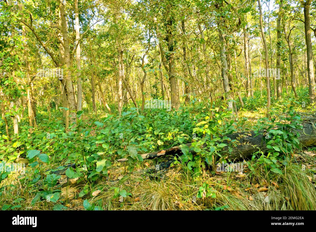 Sal forest wildlife hi-res stock photography and images - Alamy