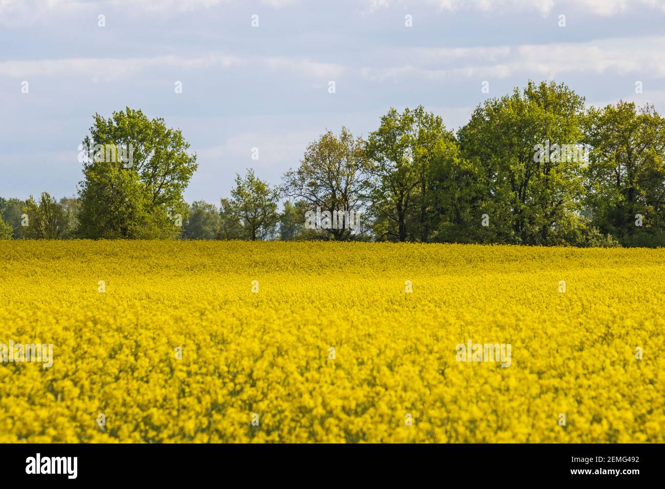 rapeseed field and green trees Stock Photo - Alamy