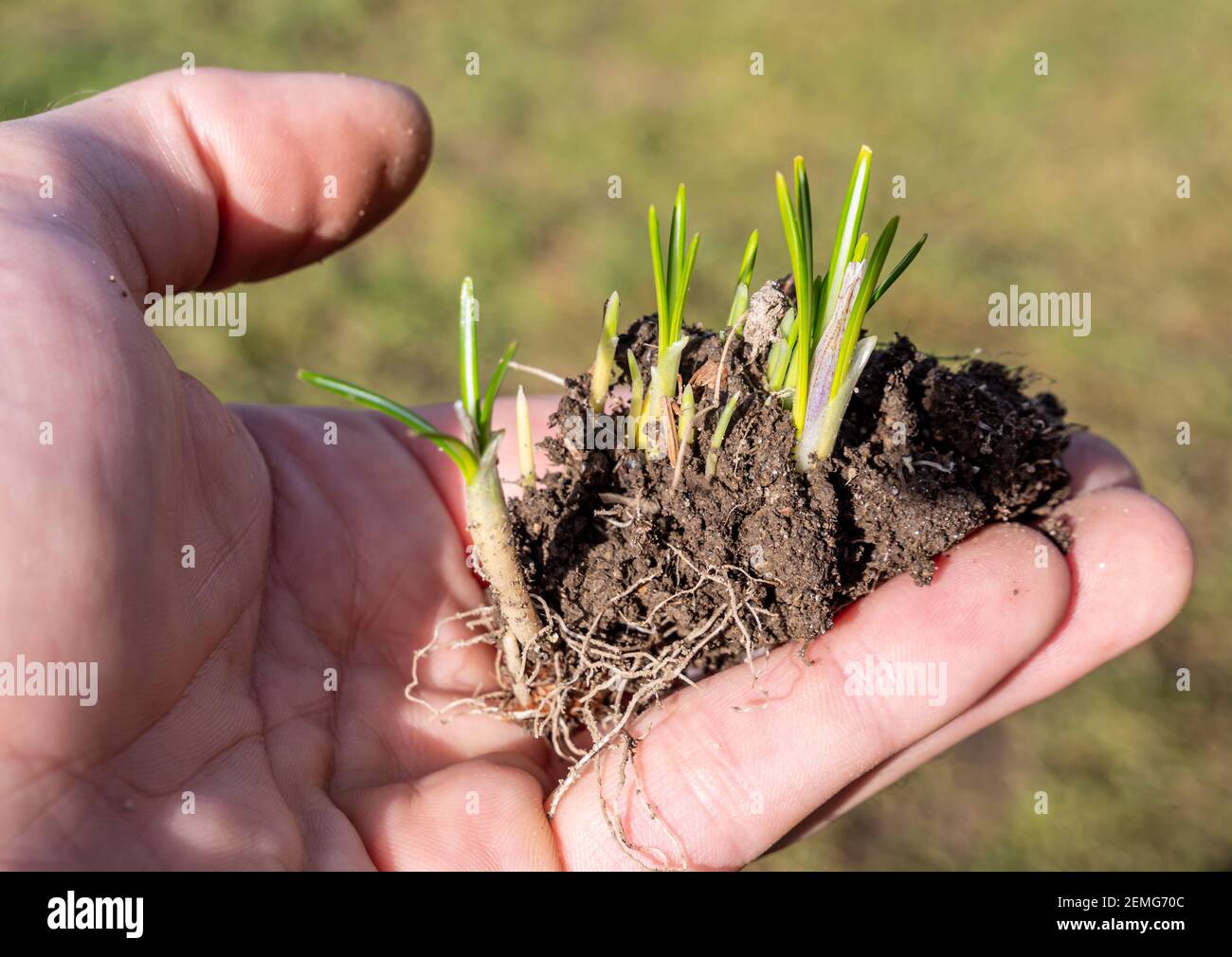 Growth hand hi-res stock photography and images - Alamy