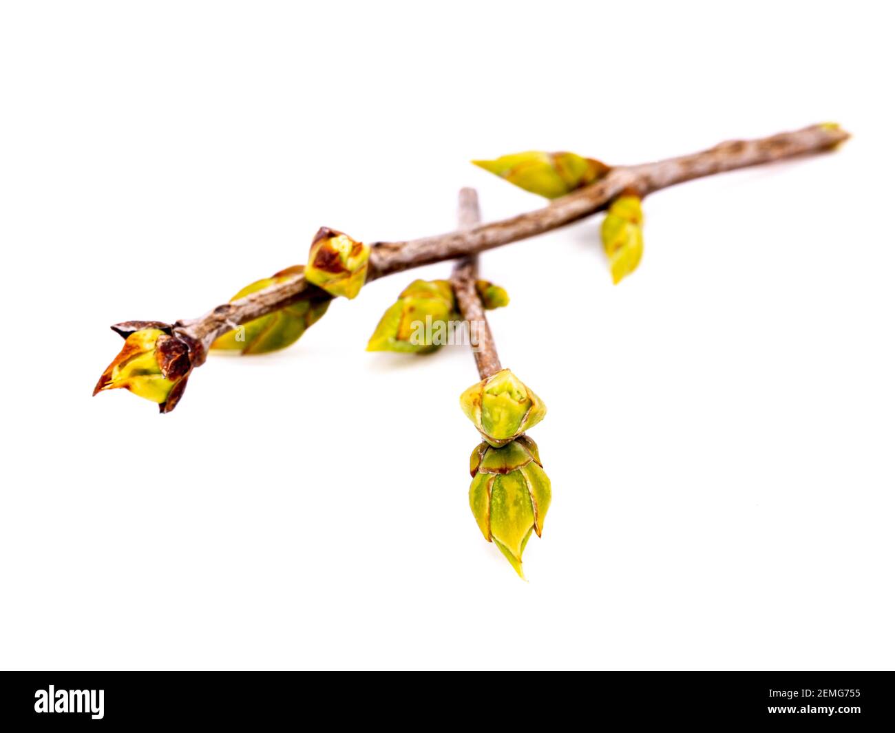fresh buds isolated on white background Stock Photo - Alamy