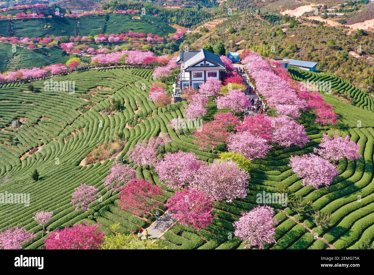 Taipin Cherry Tea Garden is very beautiful in Yongfu Town, Longyan City ...