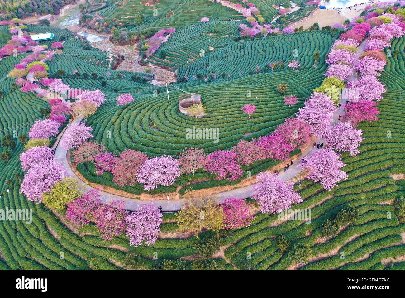 Taipin Cherry Tea Garden is very beautiful in Yongfu Town, Longyan City ...