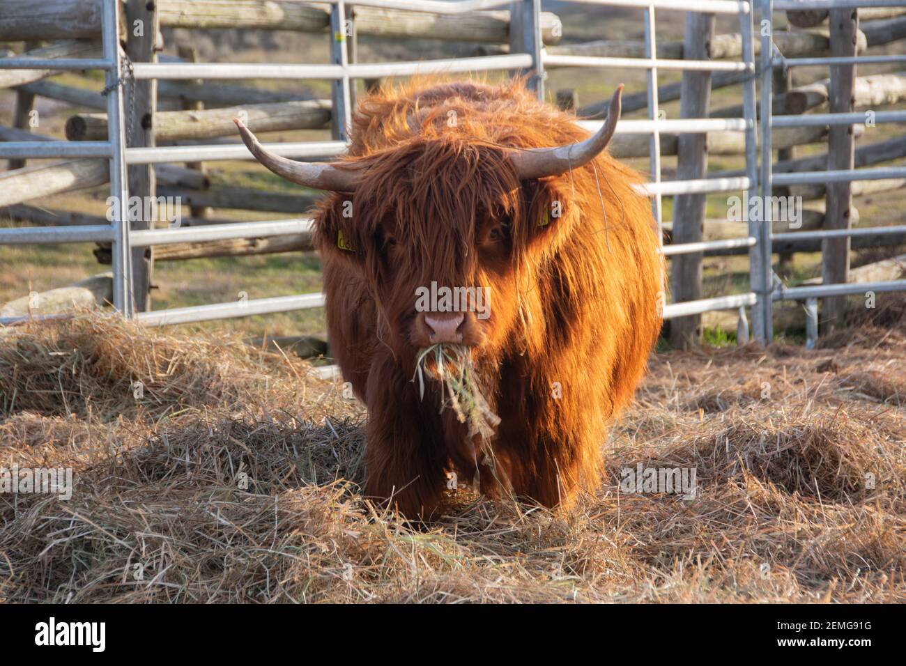 Grazing highland cow Stock Photo - Alamy