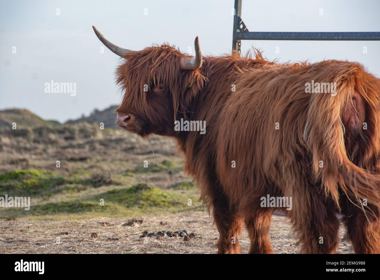 Cow photography hi-res stock photography and images - Alamy