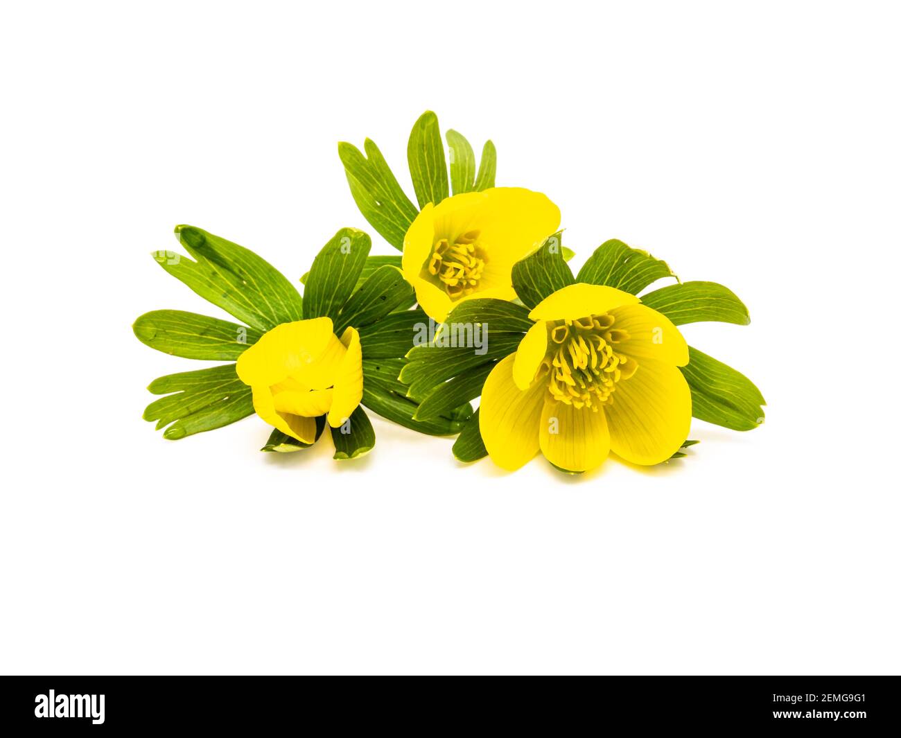 winter aconite Flower isolated on white background Stock Photo - Alamy