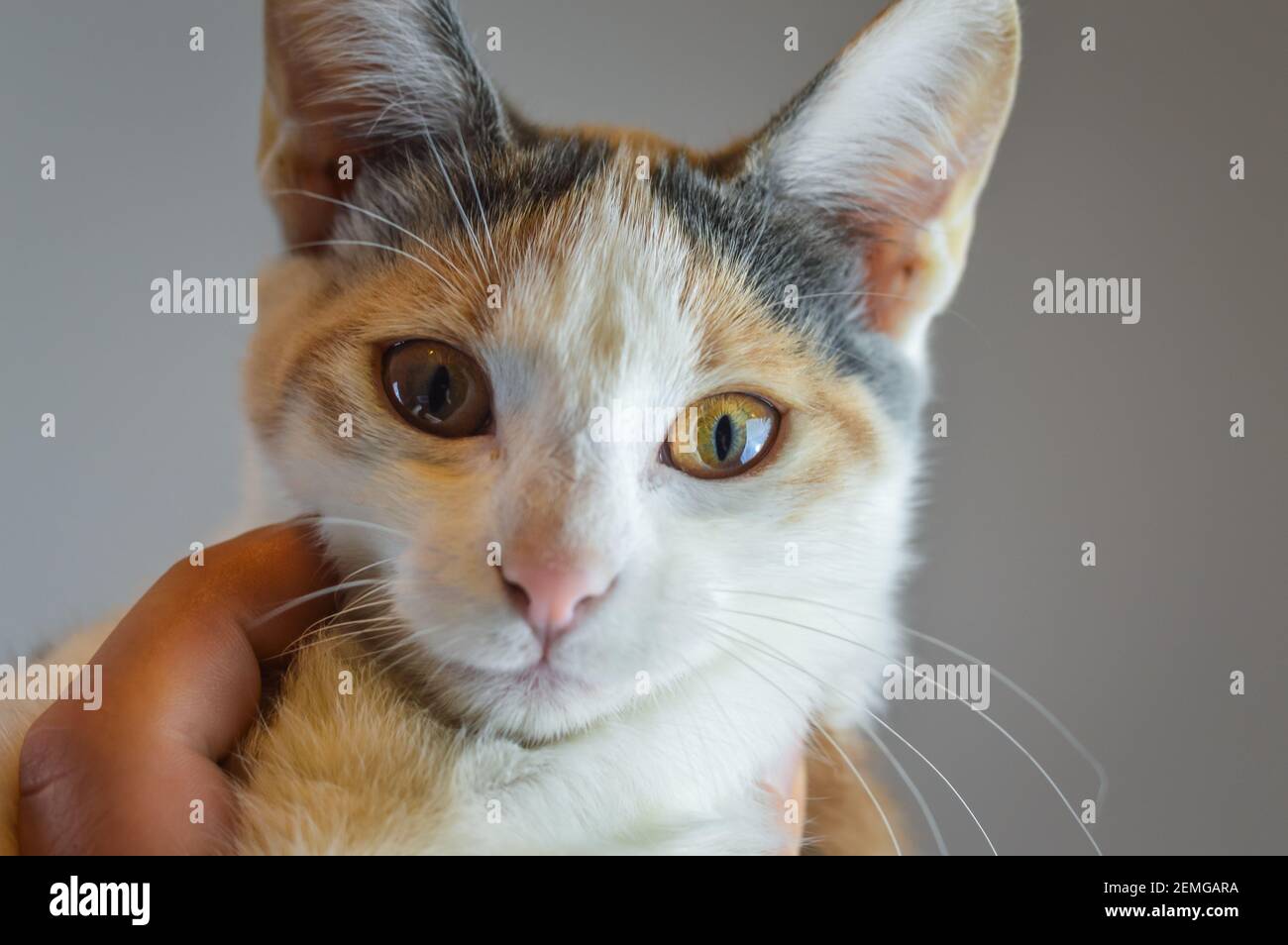 Portrait of an adorable white gray and orange spotted 4 month old ...