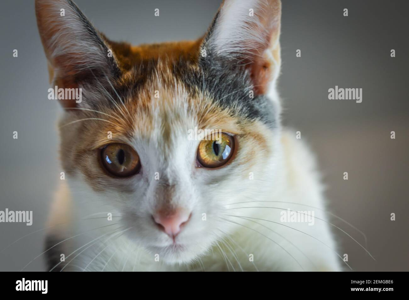 Portrait of an adorable white gray and orange spotted 4 month old ...