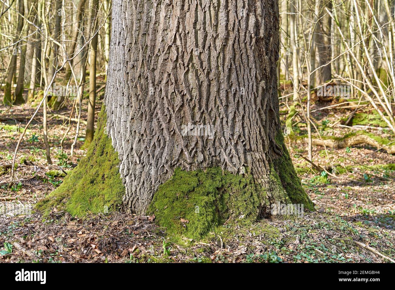 The trunk of an old ash tree.(Fraxinus excelsior Stock Photo - Alamy